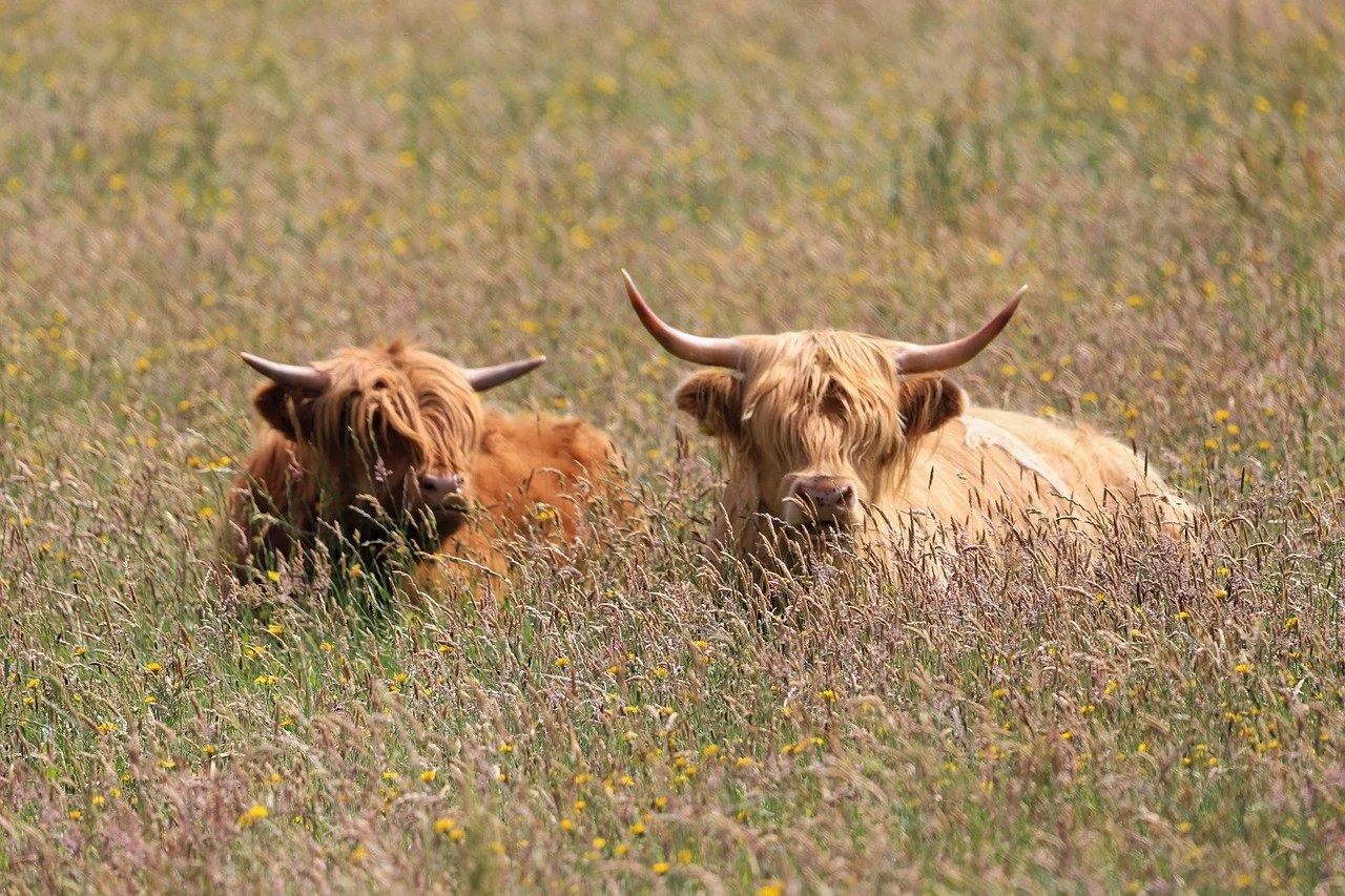 How to Raise Highland Cows: The Complete Care Guide – Fluffy Highlands