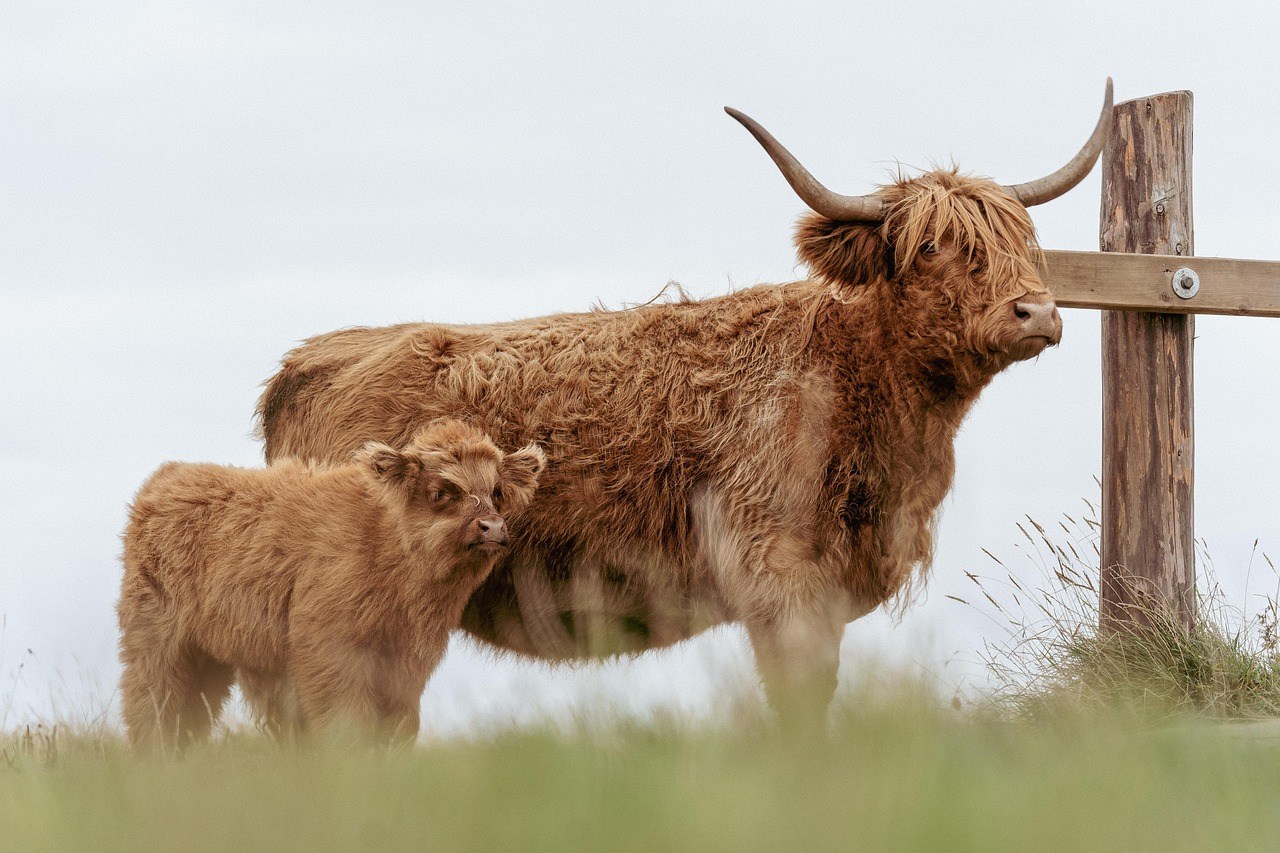 How to Raise Highland Cows: The Complete Care Guide – Fluffy Highlands