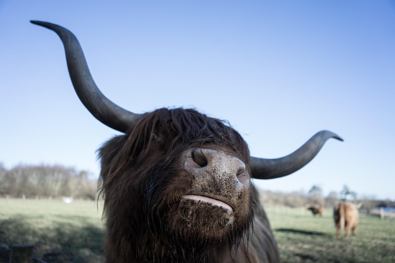 Shelter for Highland Cows: The Ultimate Beginner’s Housing Guide