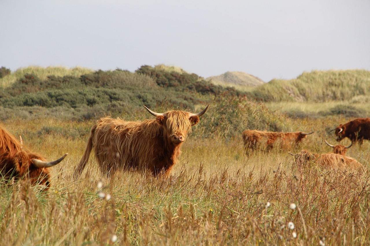 The Ultimate Guide to the Gentle Giants: What Are Highland Cows ...